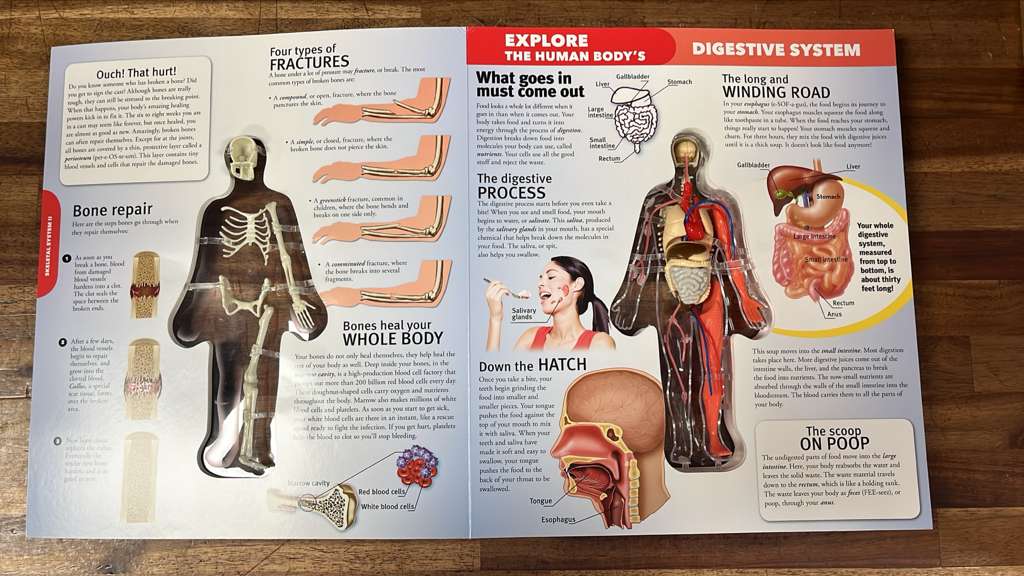 Explore the Human Body - INSIDE & OUT! by Silver Dolphin ...